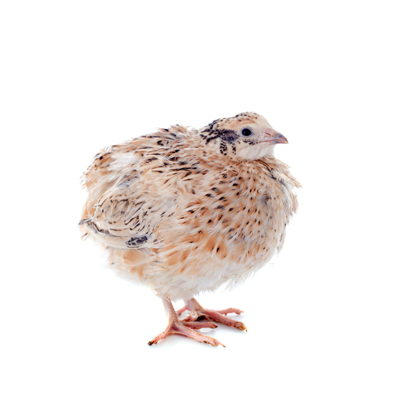 Quail (5-7 Weeks Old) Frozen - Rodent King