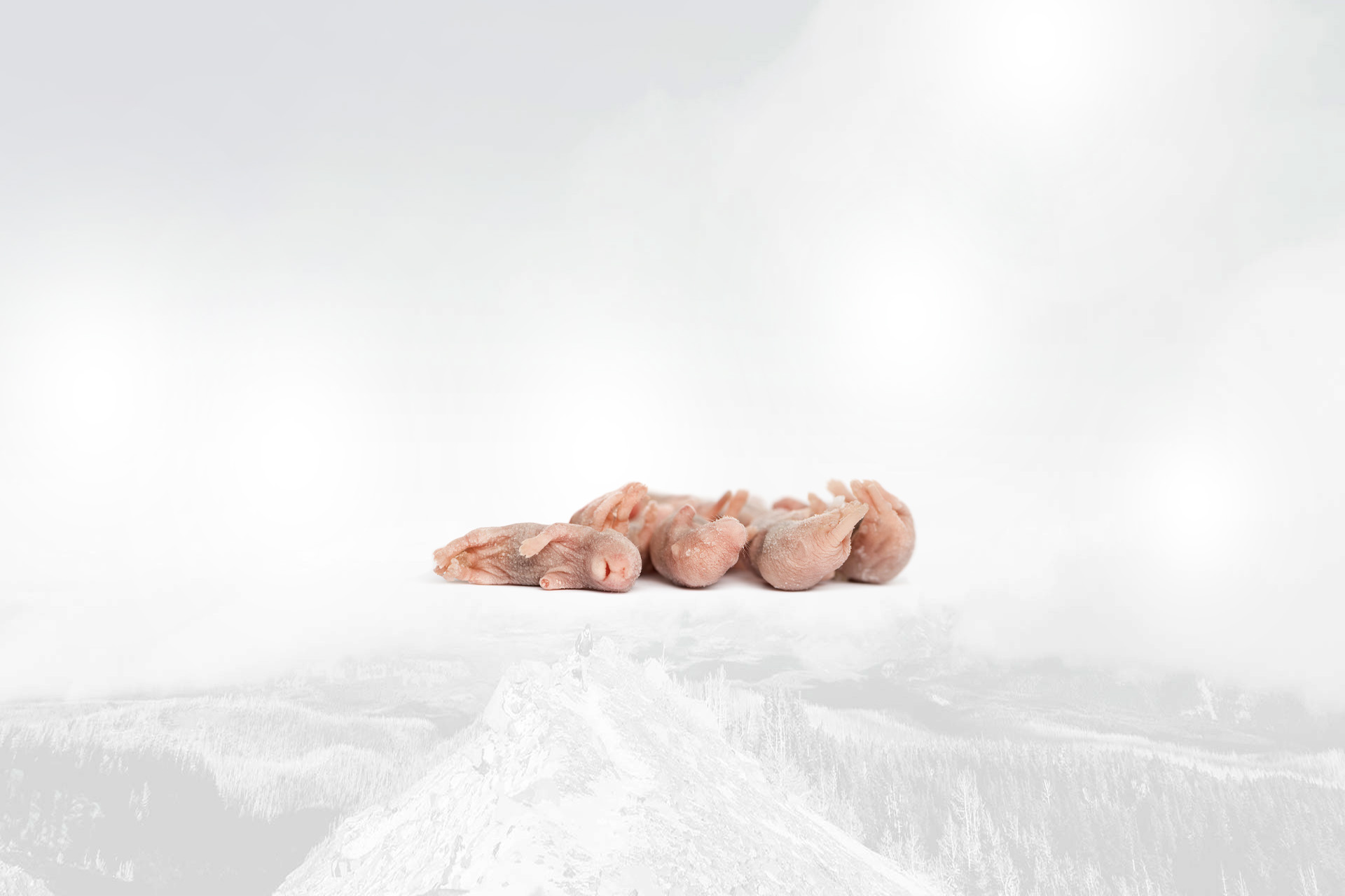 FROZEN FEEDERS - Rodent King