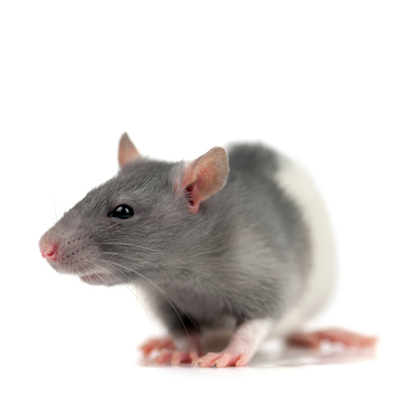 FROZEN FEEDERS - Rodent King