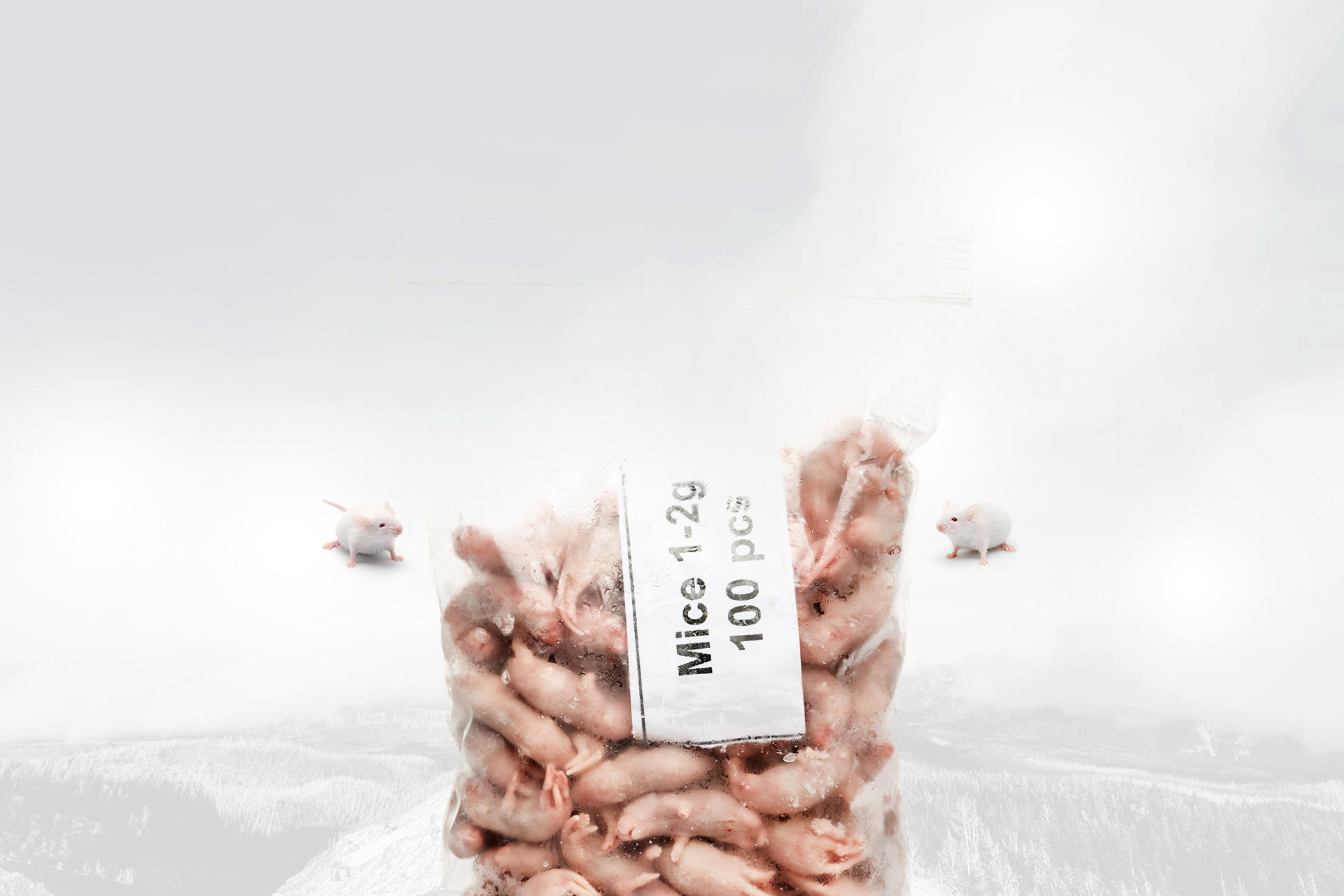 Rodent King | Canada - Premium Frozen Feeder Mice and Rats